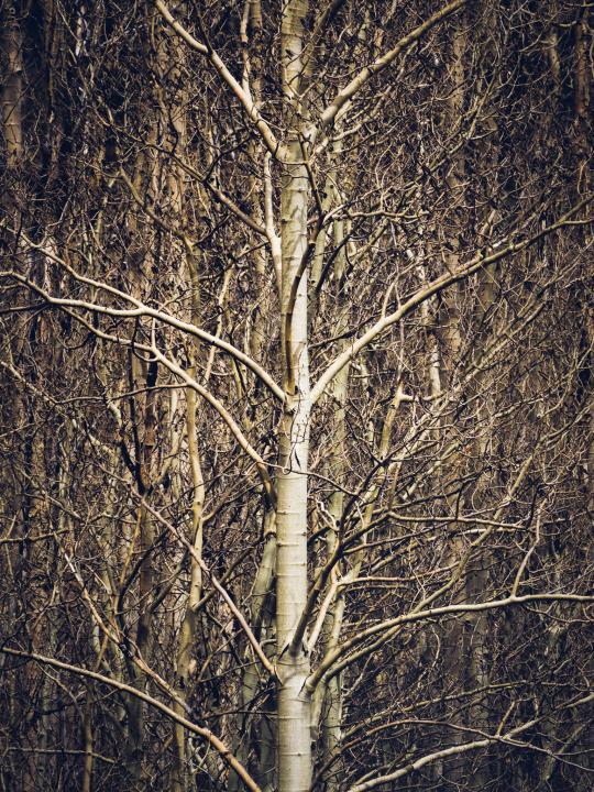 Aspen Tree in Monochrome | Shutterbug